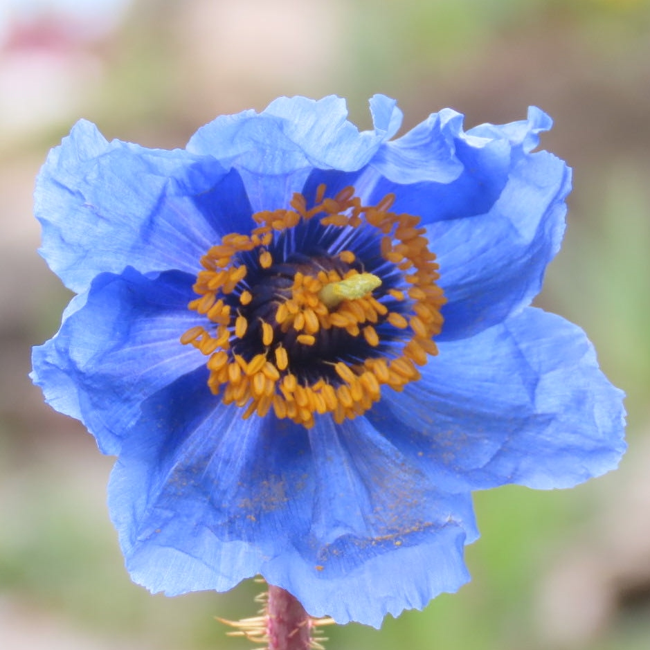 陈又生 关注 | PPBC中国植物图像库