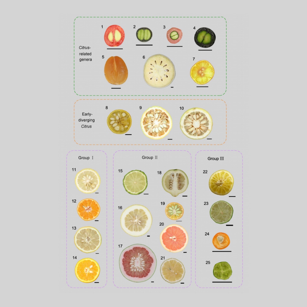 章凯炜个人图库 | PPBC中国植物图像库