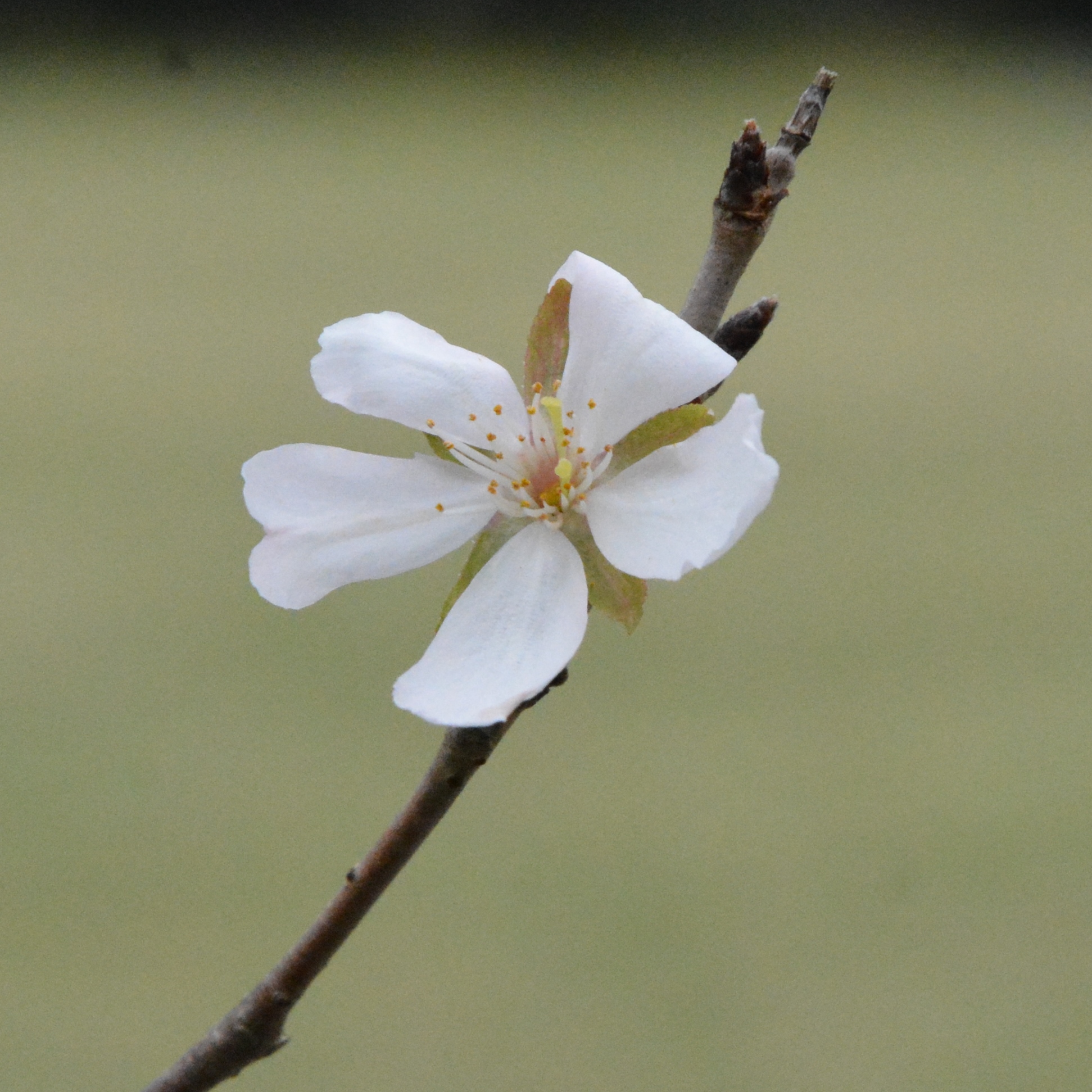王晟源 物种 | PPBC中国植物图像库