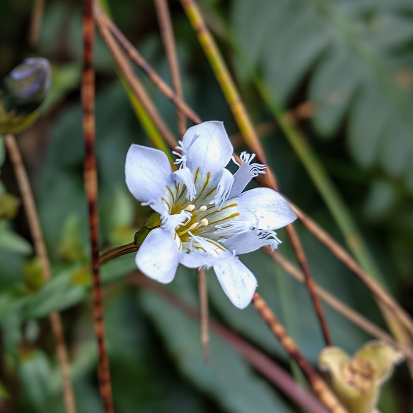 黄颖芝 物种 | PPBC中国植物图像库